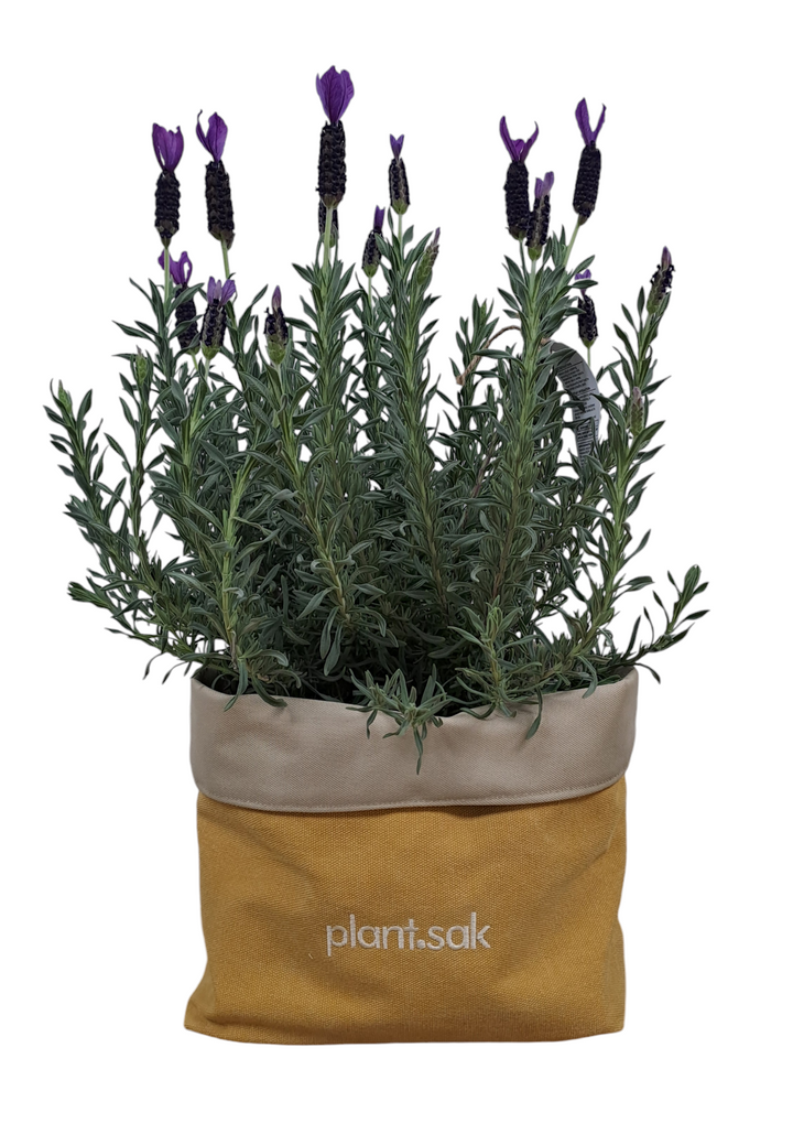 plant.sak – sak.sak