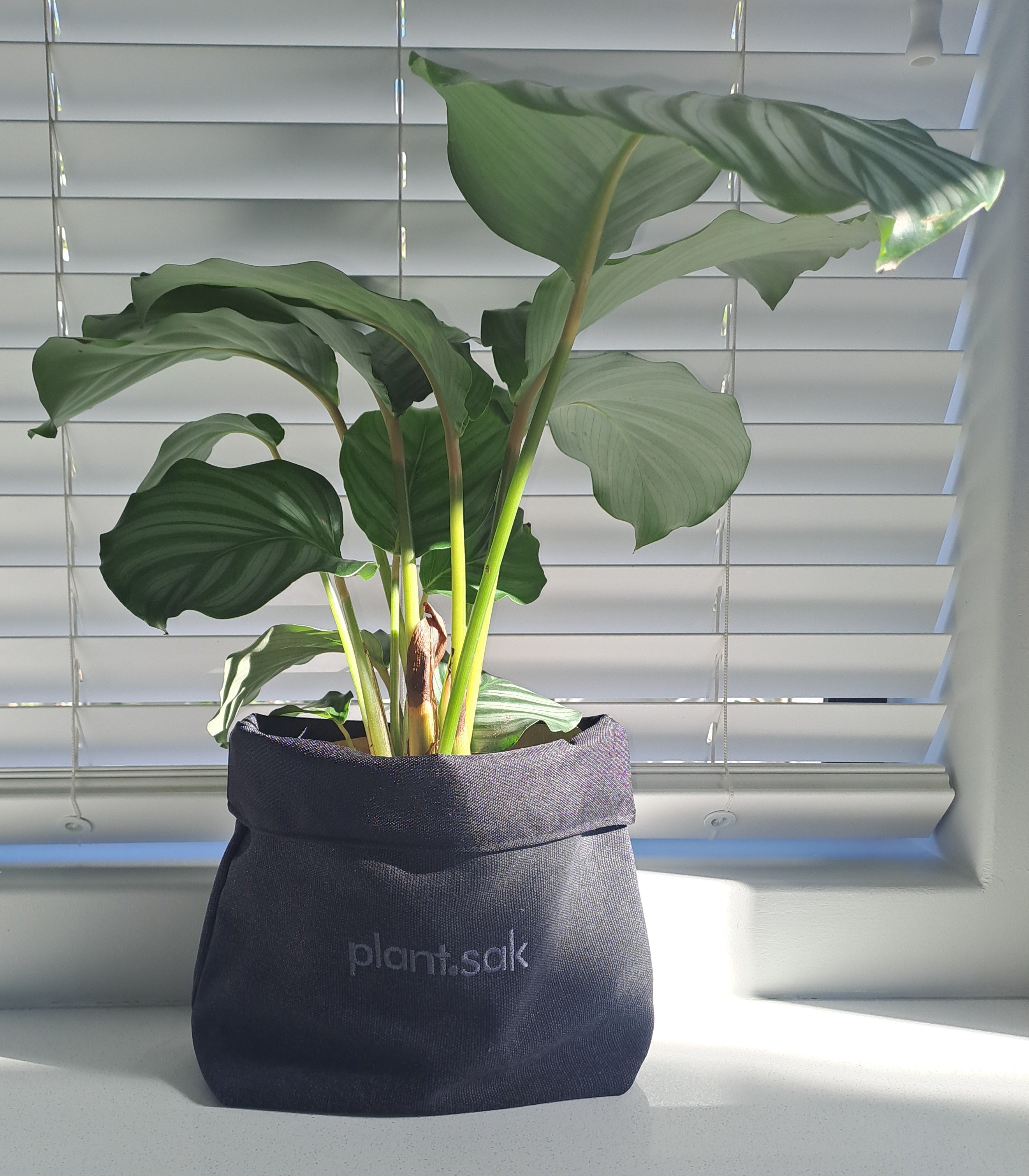 plant.sak – sak.sak